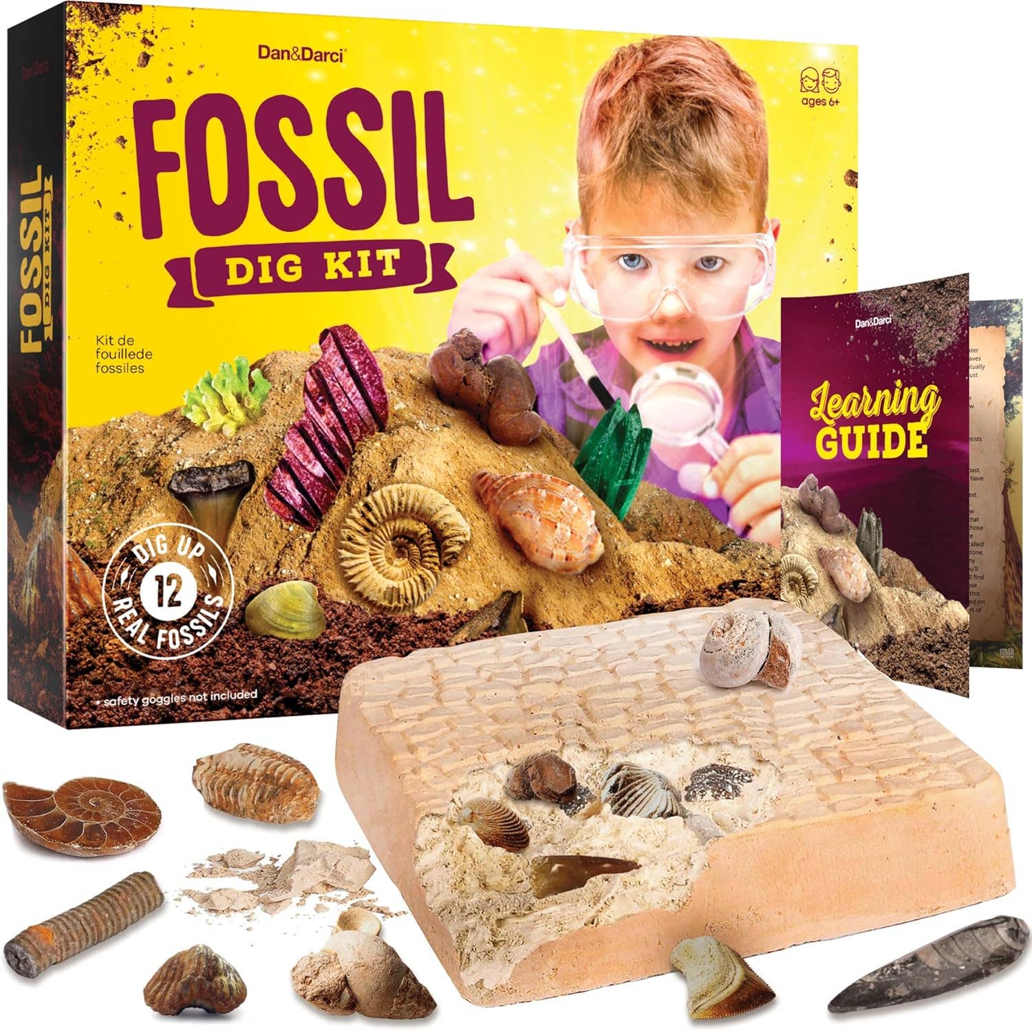 Fossil Dig Kit for Kids – Stork of Stamford